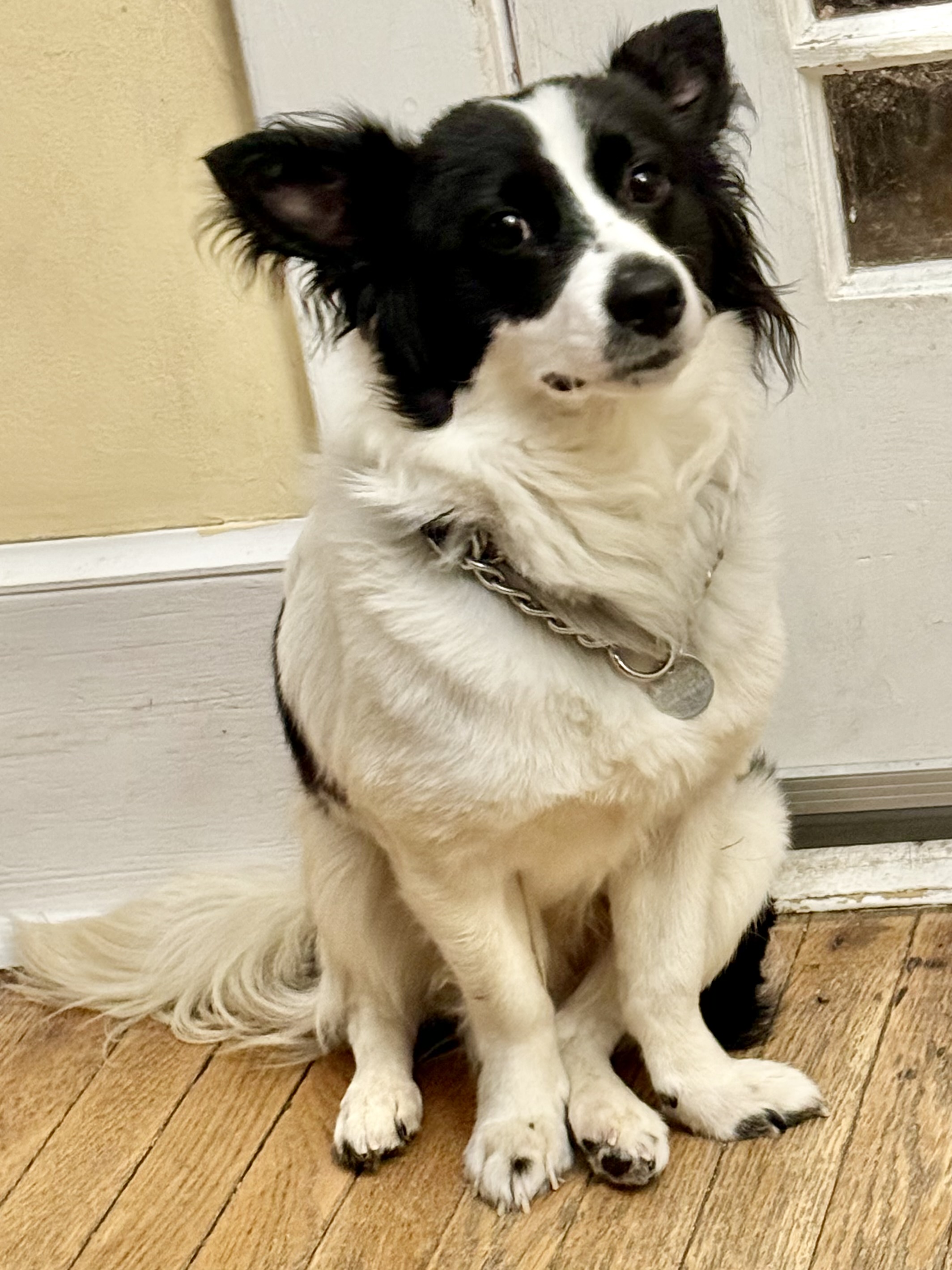 FOCHP | Available Dogs