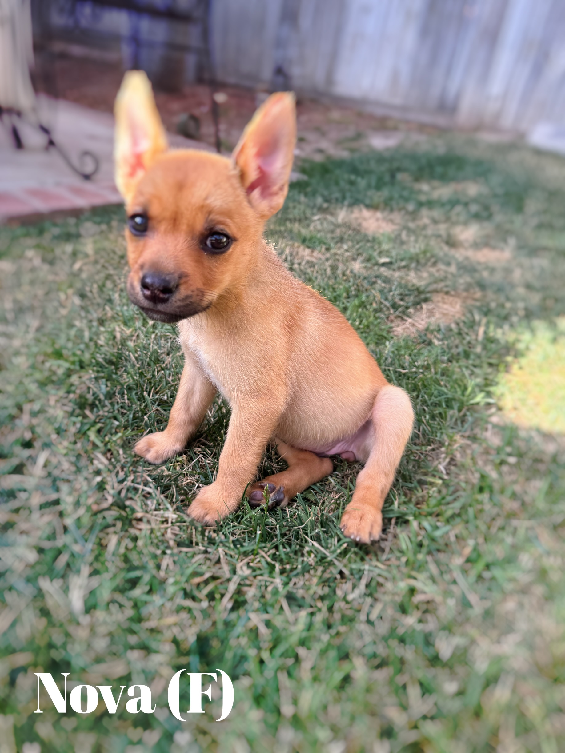FOCHP | Available Dogs