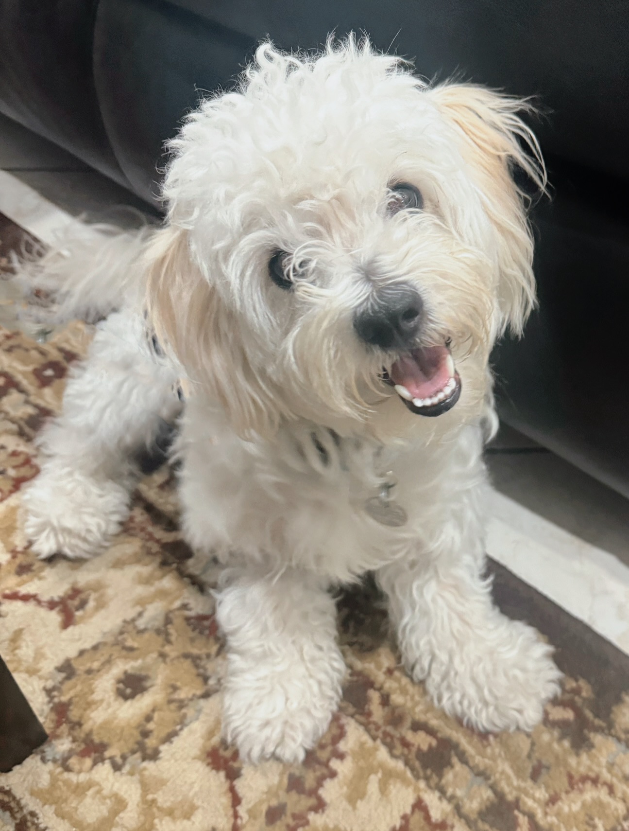 FOCHP | Available Dogs