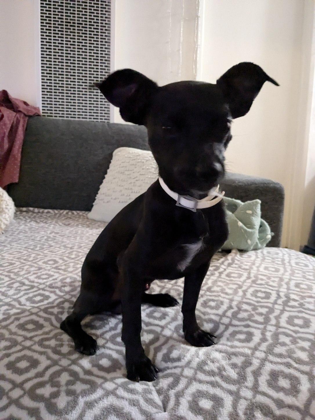 FOCHP | Available Dogs