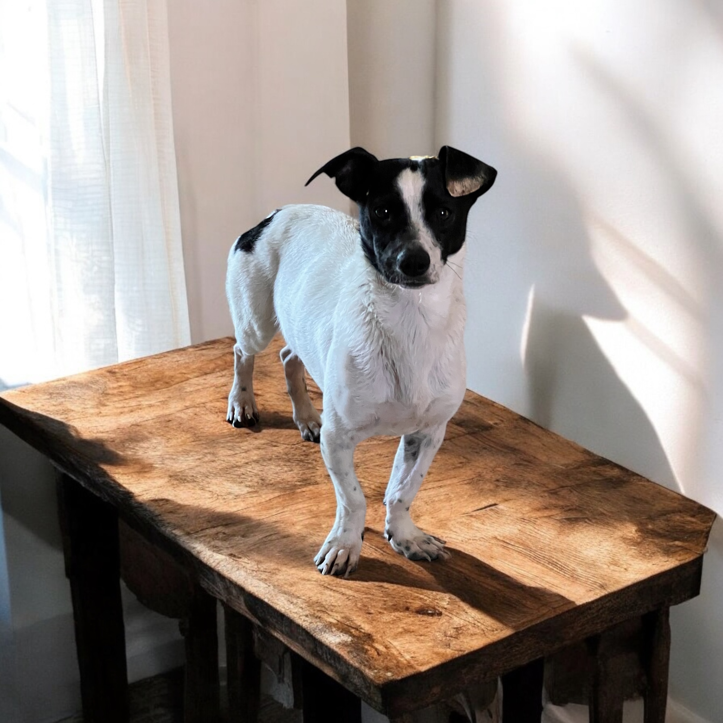 FOCHP | Available Dogs